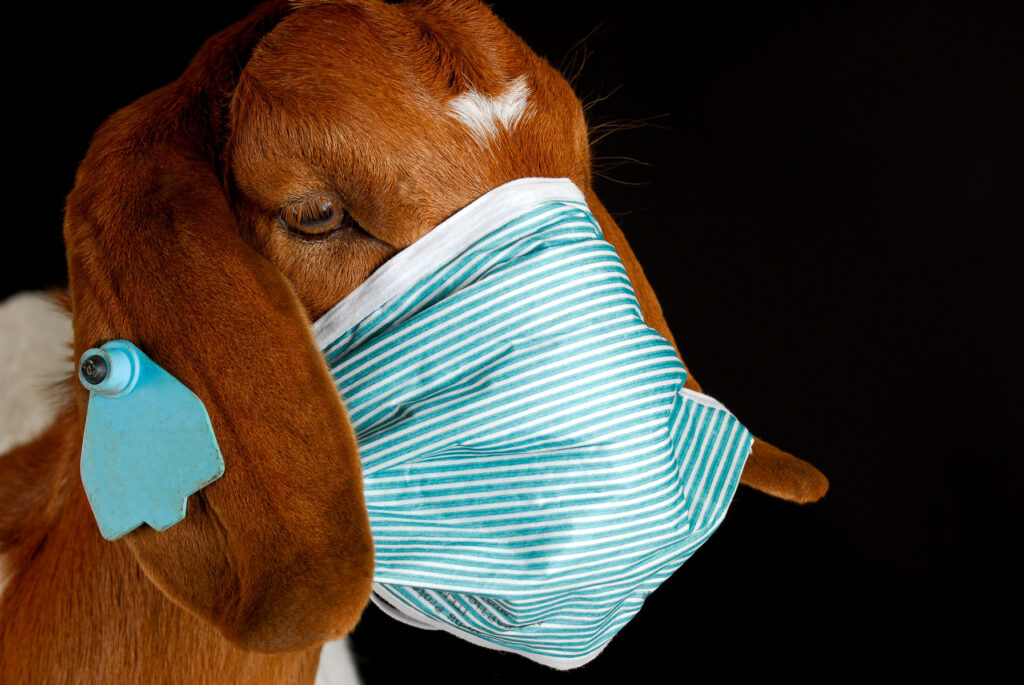 Back From the Vet: Treating Pneumonia in Goats - Goat Journal